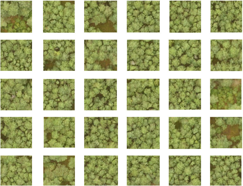 AUTOMATIC SEGMENTATION OF TREE CROWNS IN PINE FORESTS USING MASK R-CNN ...
